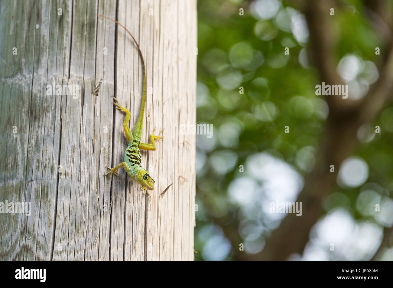 Anolis Lizard Stock Photos & Anolis Lizard Stock Images - Alamy