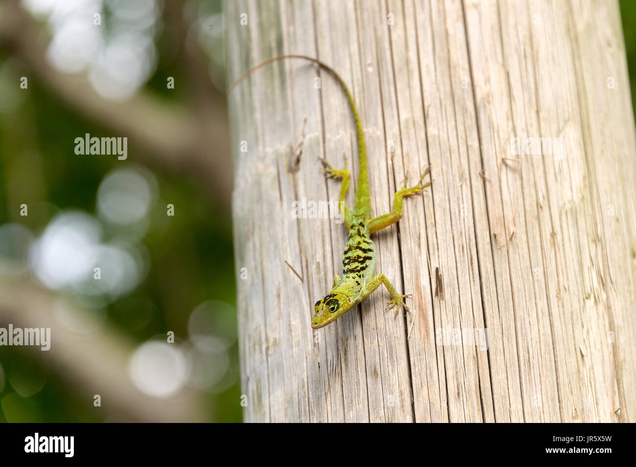 Anolis lizard hi-res stock photography and images - Alamy