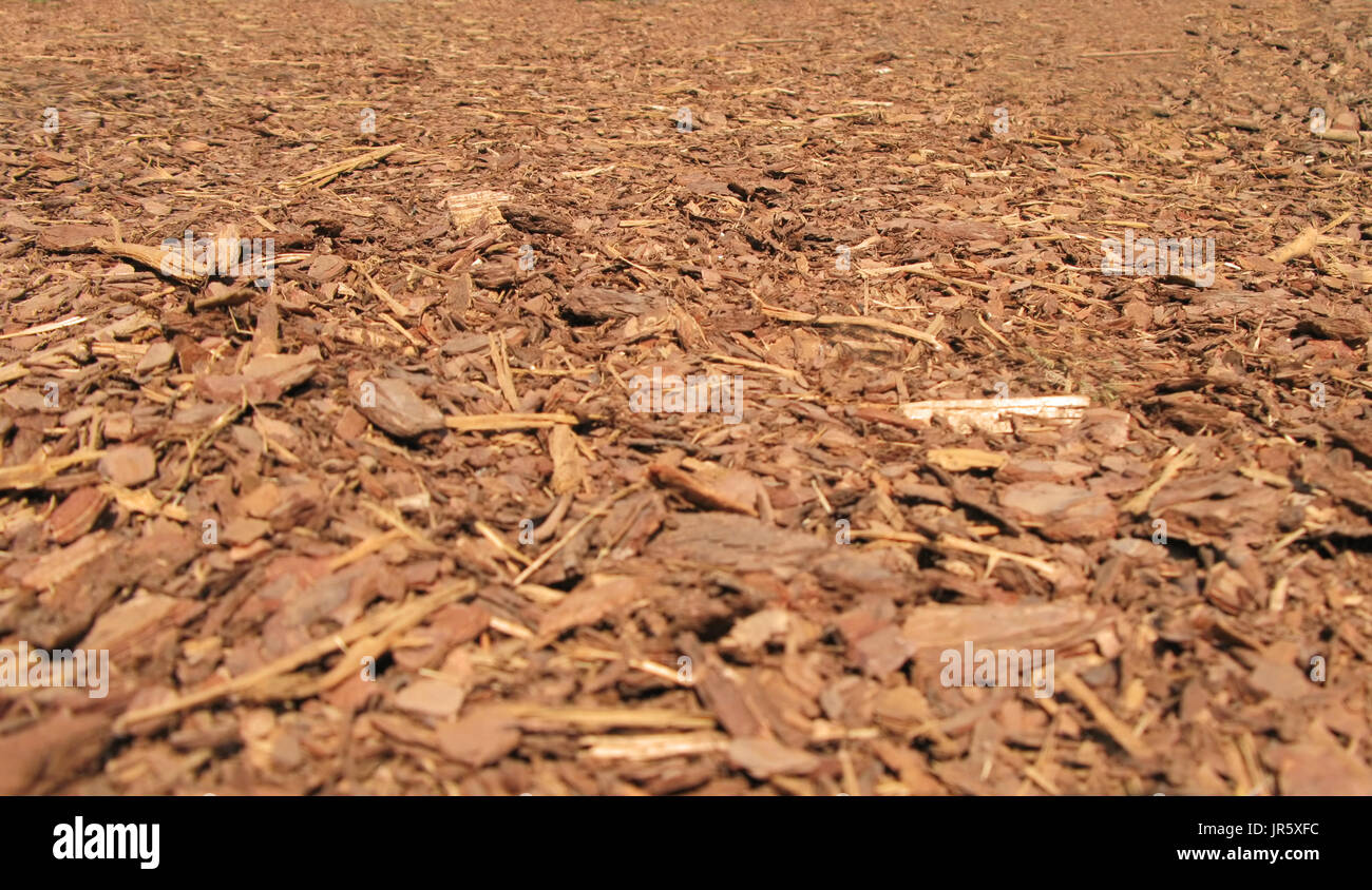 Rasp leaf hi-res stock photography and images - Alamy