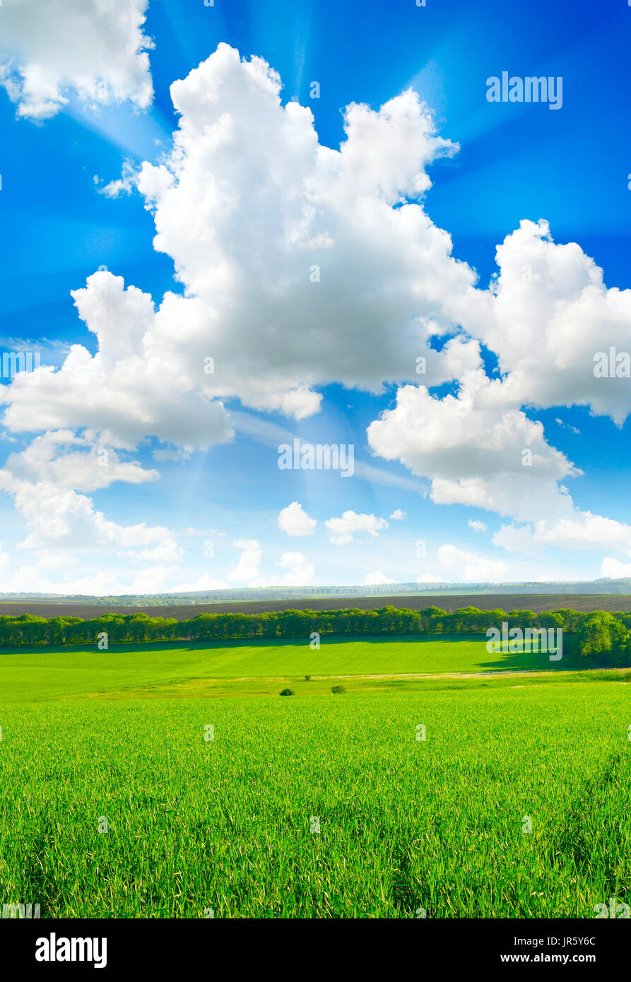 spring field and beautiful blue sky Stock Photo - Alamy