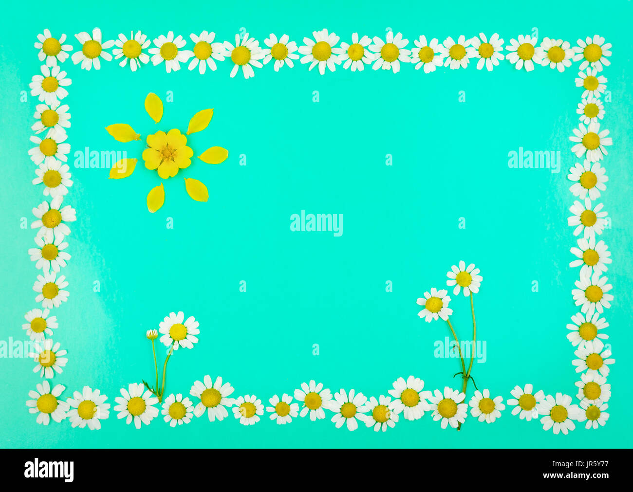 Daisy border on blue hi-res stock photography and images - Alamy