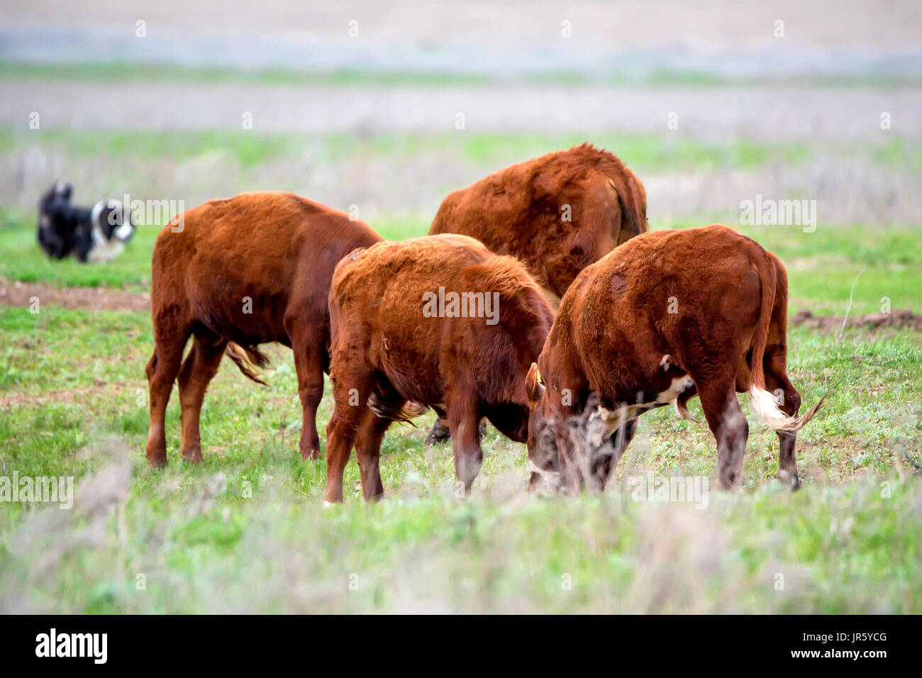 Cattlebreeding hi-res stock photography and images - Alamy