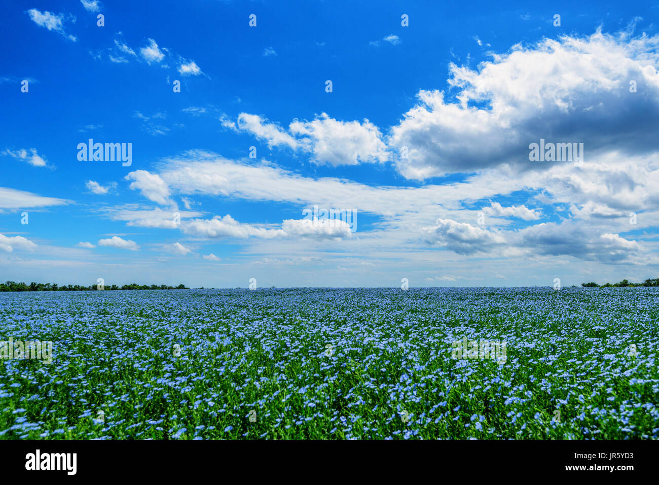 Flax Seed Flower Field High Resolution Stock Photography and Images - Alamy