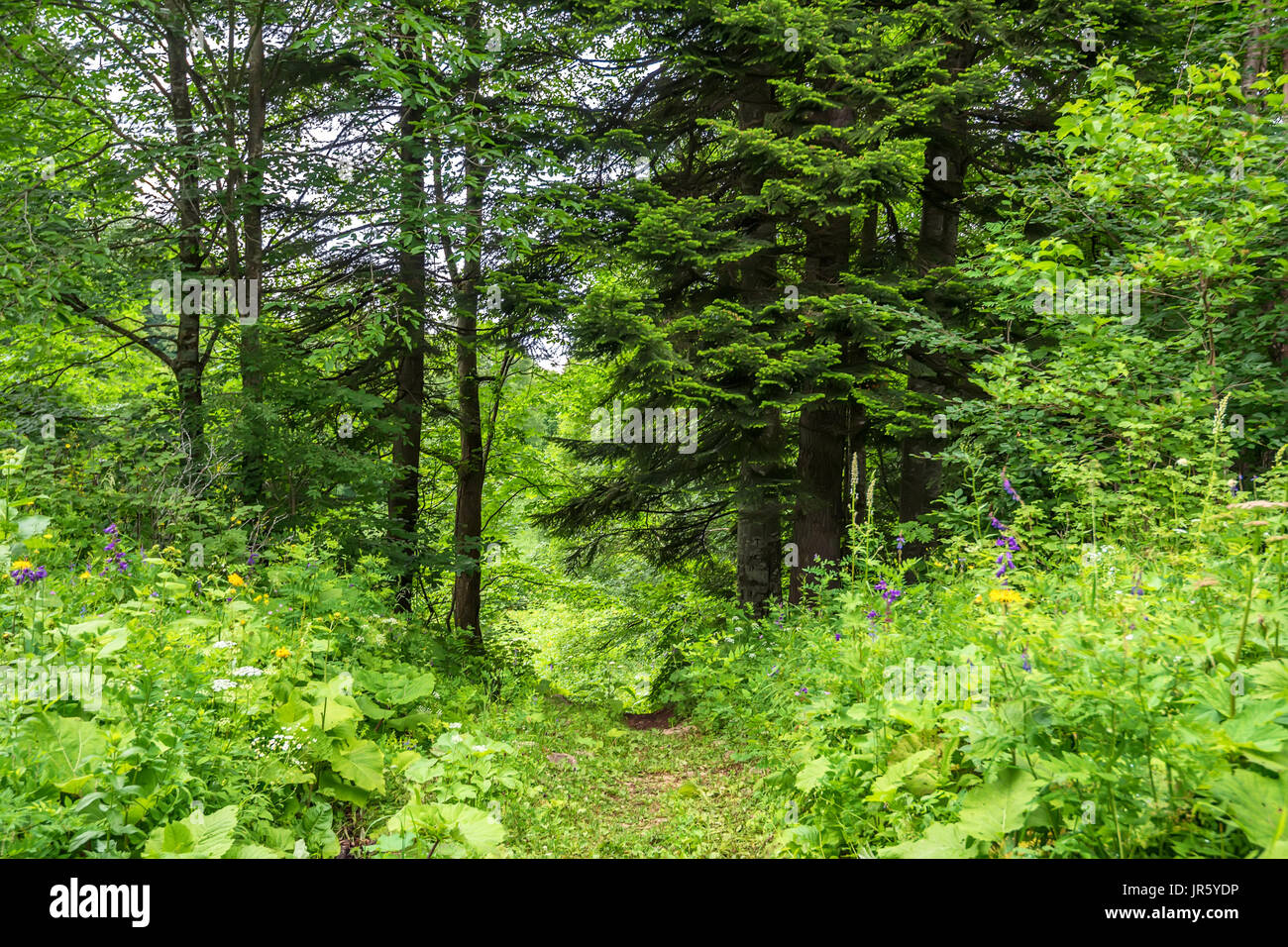 Scenic panorama of green forest thicket in summer Stock Photo - Alamy