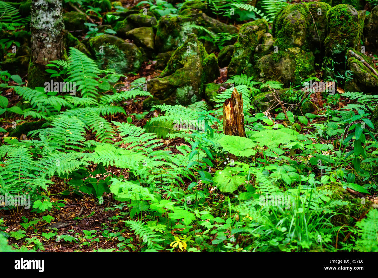 Scenic panorama of green forest thicket in summer Stock Photo - Alamy