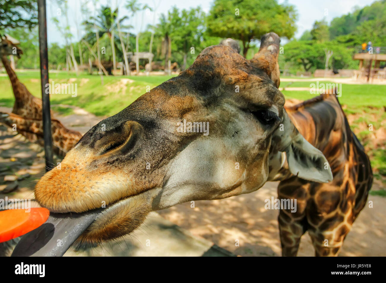 Feeding giraffe in captivity Stock Photo - Alamy