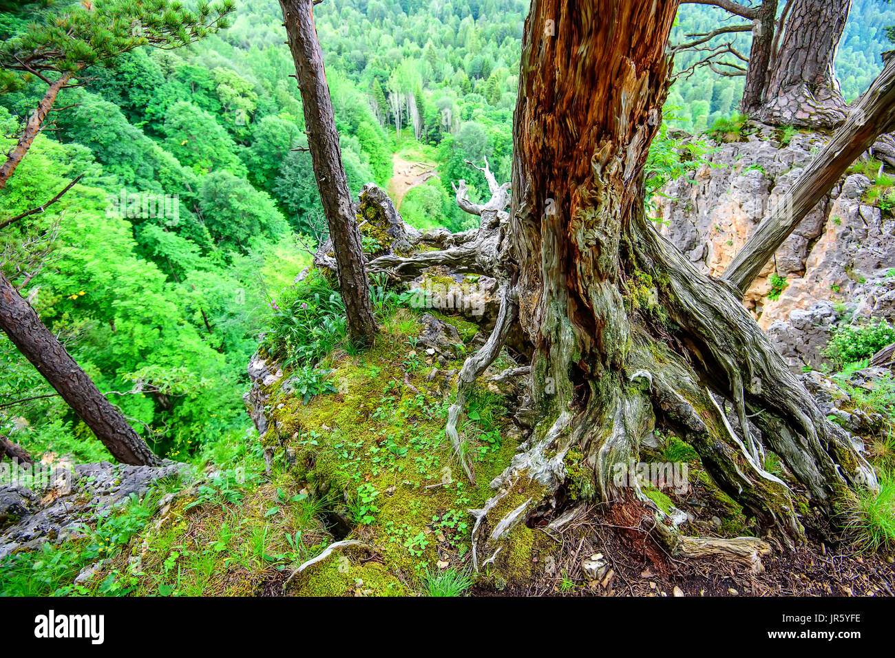Scenic landscape with mountain forest Stock Photo - Alamy