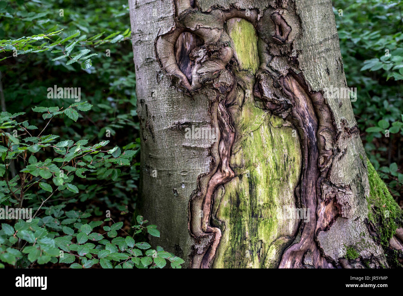 Old cracked creepy mossy tree bark cortex texture with green plant in ...