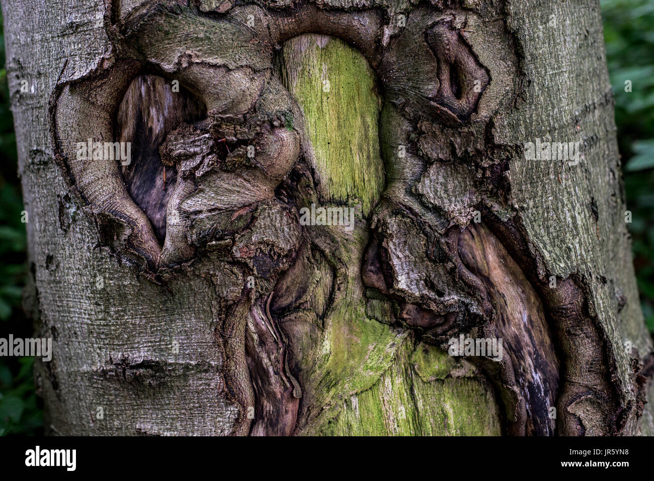 Old cracked creepy mossy tree bark cortex texture with green plant in ...