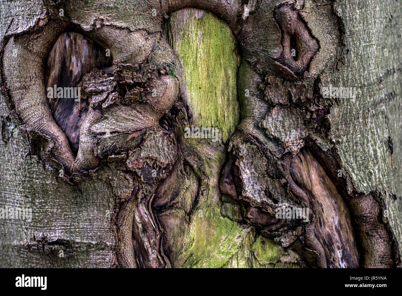 Old cracked creepy mossy tree bark cortex texture with green plant in ...