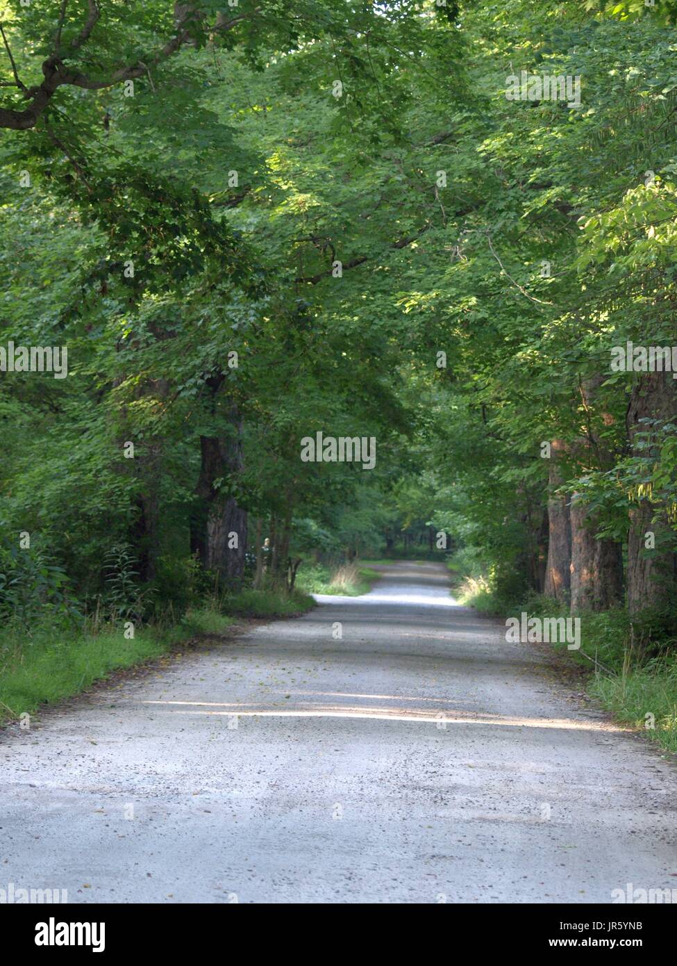 Serene gravel path bordered by trees hi-res stock photography and ...
