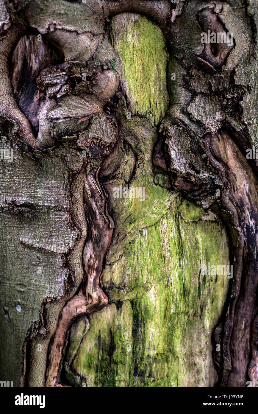 Old cracked creepy mossy tree bark cortex texture with green plant in ...