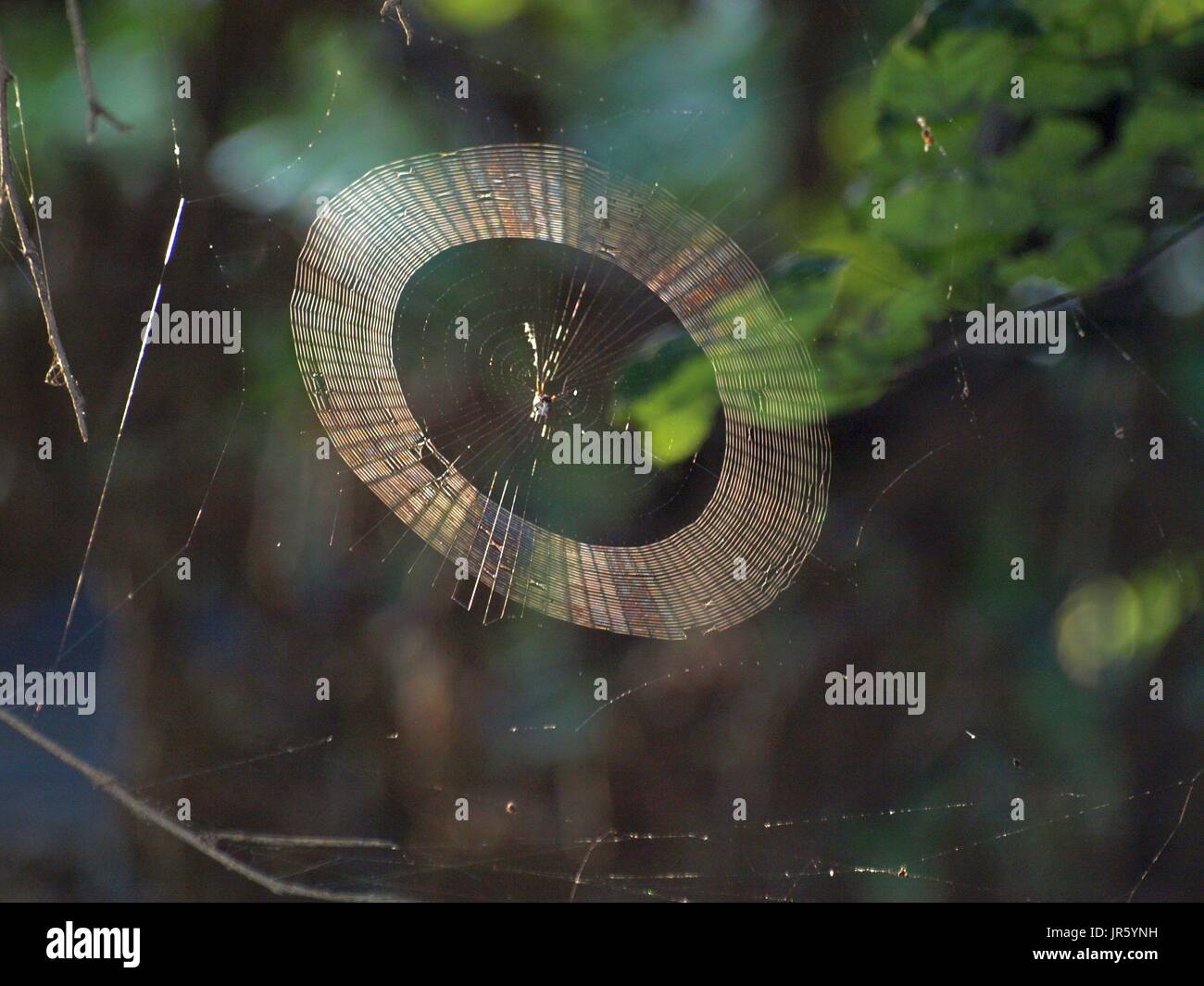 Luminescent spider web Stock Photo - Alamy