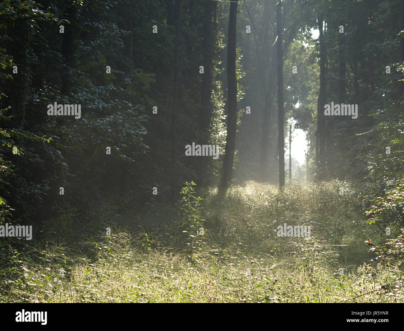 ethereal wooded scene with rays of light filtering down through mist ...