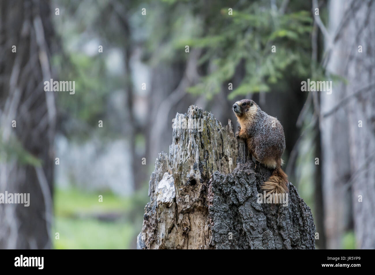 Marmot on Tree Trunk listens to the sounds around it Stock Photo - Alamy