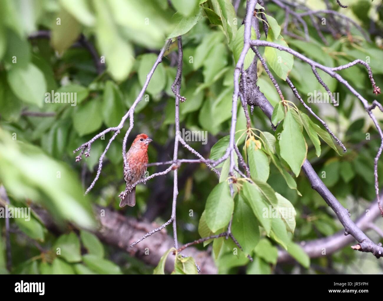 Lil red hi-res stock photography and images - Alamy