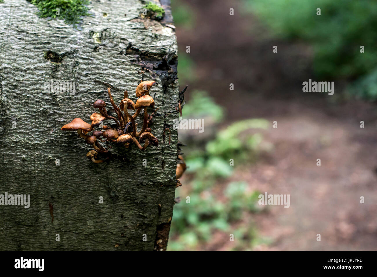 Bracket fungus growing from the stump of a dead beech tree. Forest ...