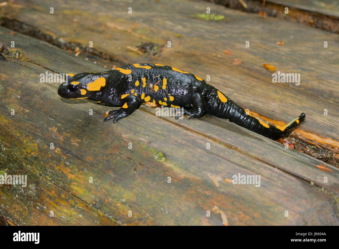 Yellow spotted salamander hi-res stock photography and images - Alamy