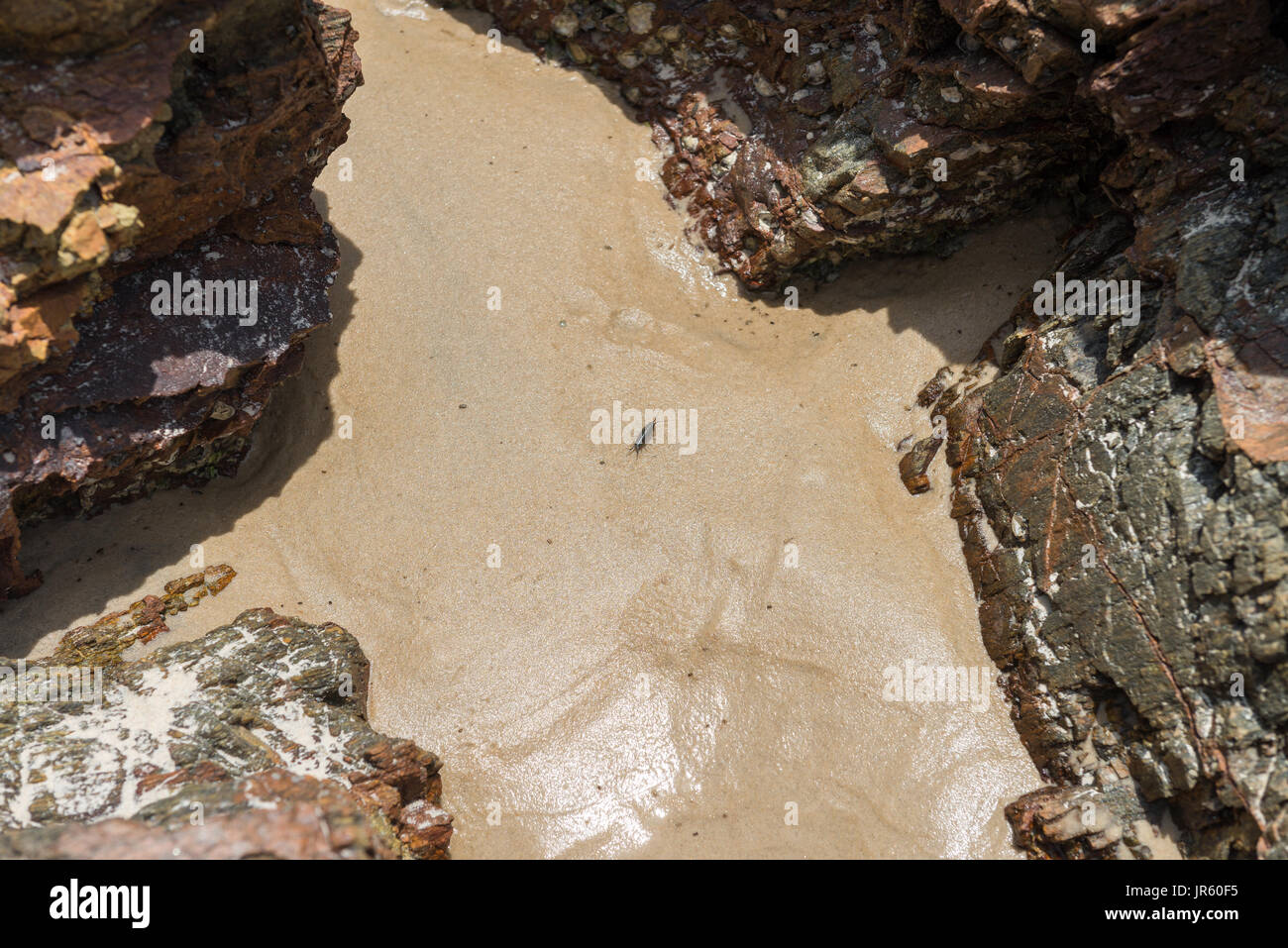 The sea Roach bug or sea slater (sea louse) on rough stone background ...