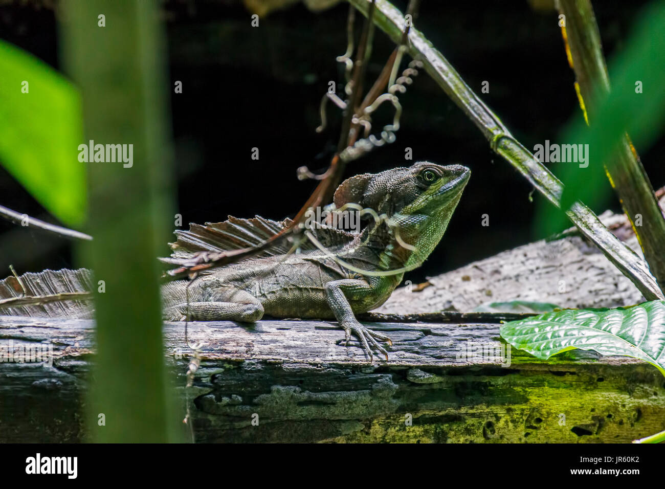 Male Emerald Basilisk Lizard in Puntarenas - Costa Rica Stock Photo - Alamy