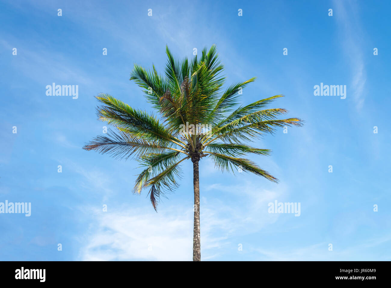 Coconut palm tree plantation view from bottom floor to high up Stock ...