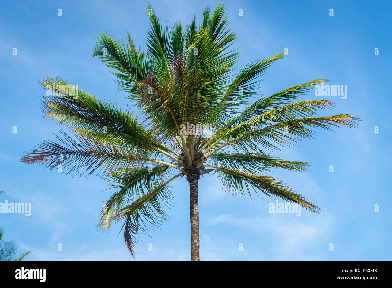 High coconut tree hi-res stock photography and images - Alamy