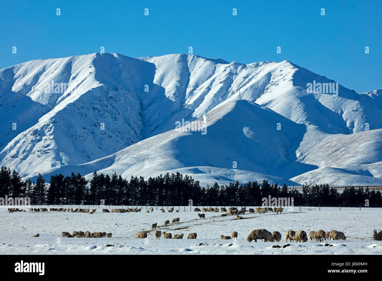 Sheep, Hawkdun Range and snowy farmland, near Oturehua, Maniototo, Central Otago, South Island ...