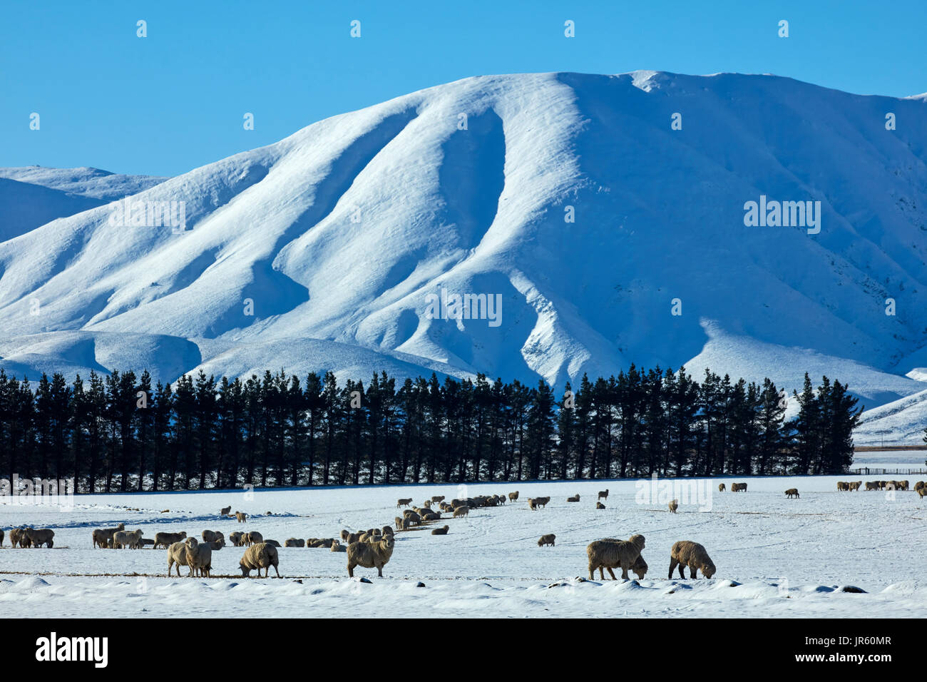 Sheep, Hawkdun Range and snowy farmland, near Oturehua, Maniototo, Central Otago, South Island ...