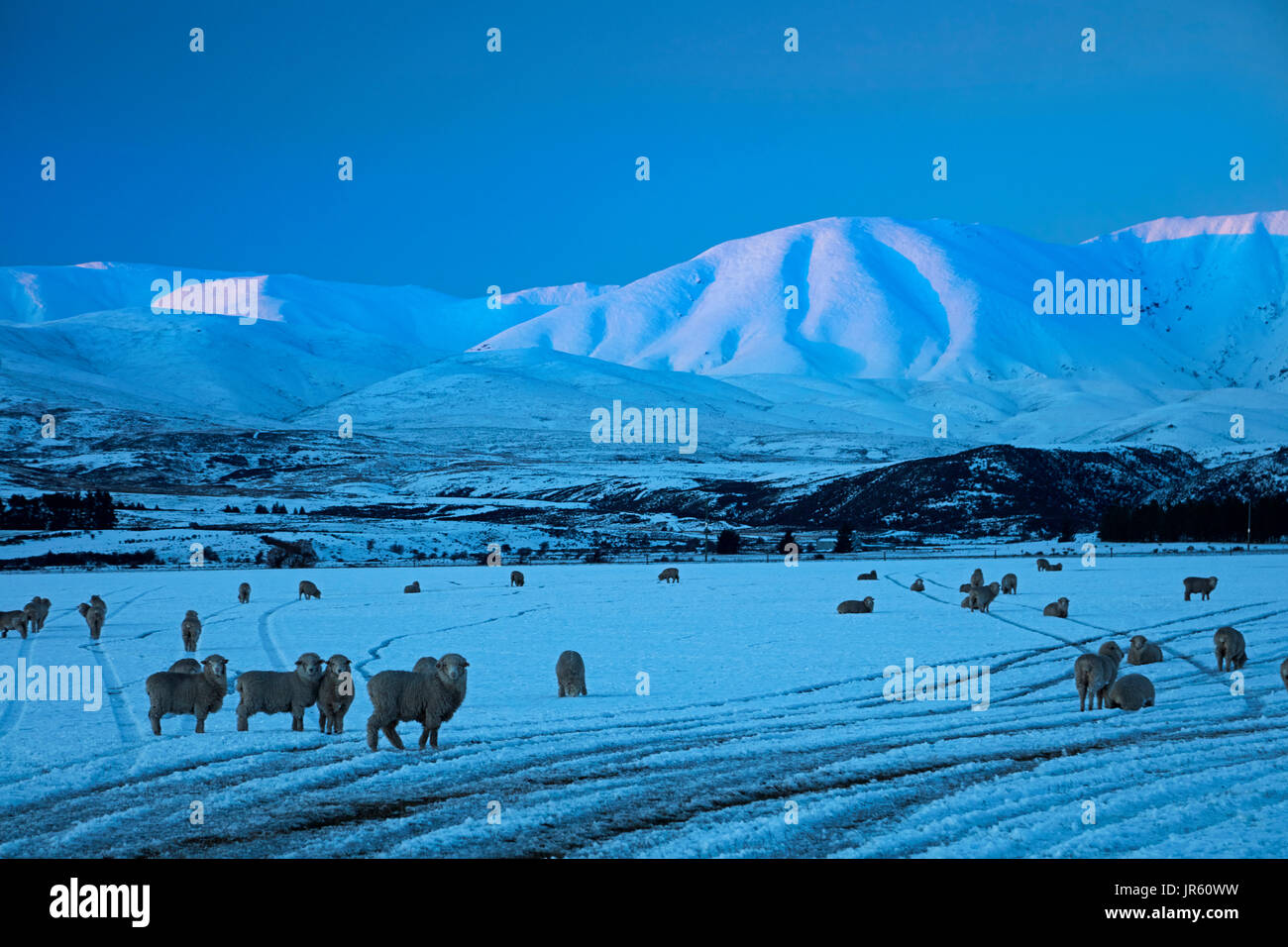 Mammals farm landscapes hi-res stock photography and images - Alamy