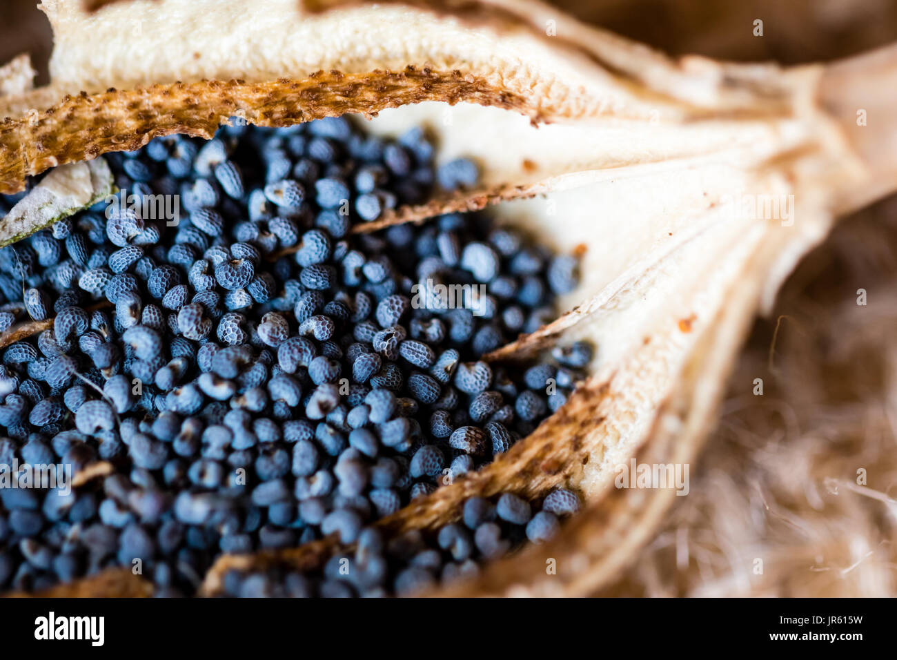 Macro photography of poppy heads and poppy seeds on textile rustic ...