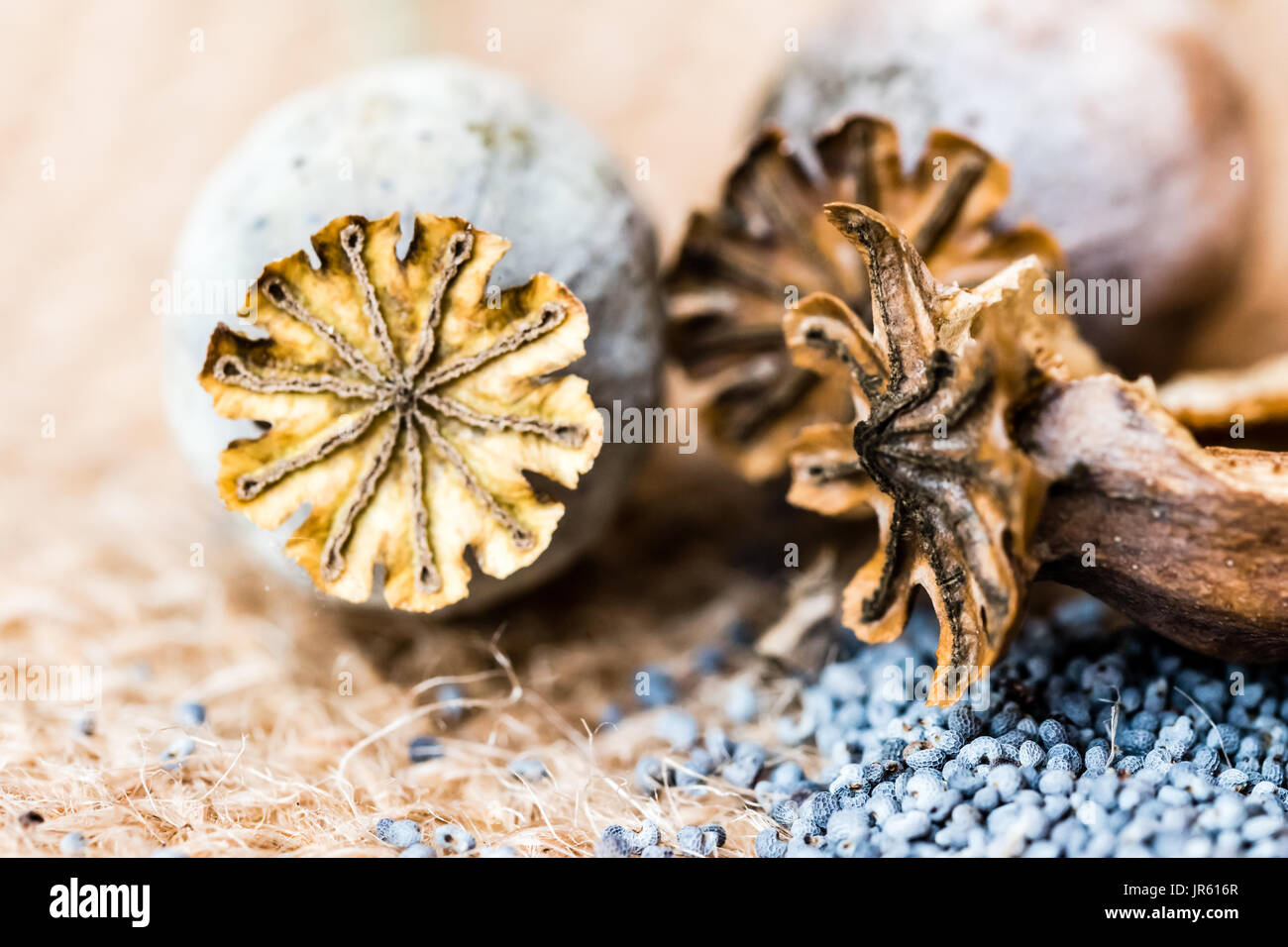 Macro photography of poppy heads and poppy seeds on textile rustic ...