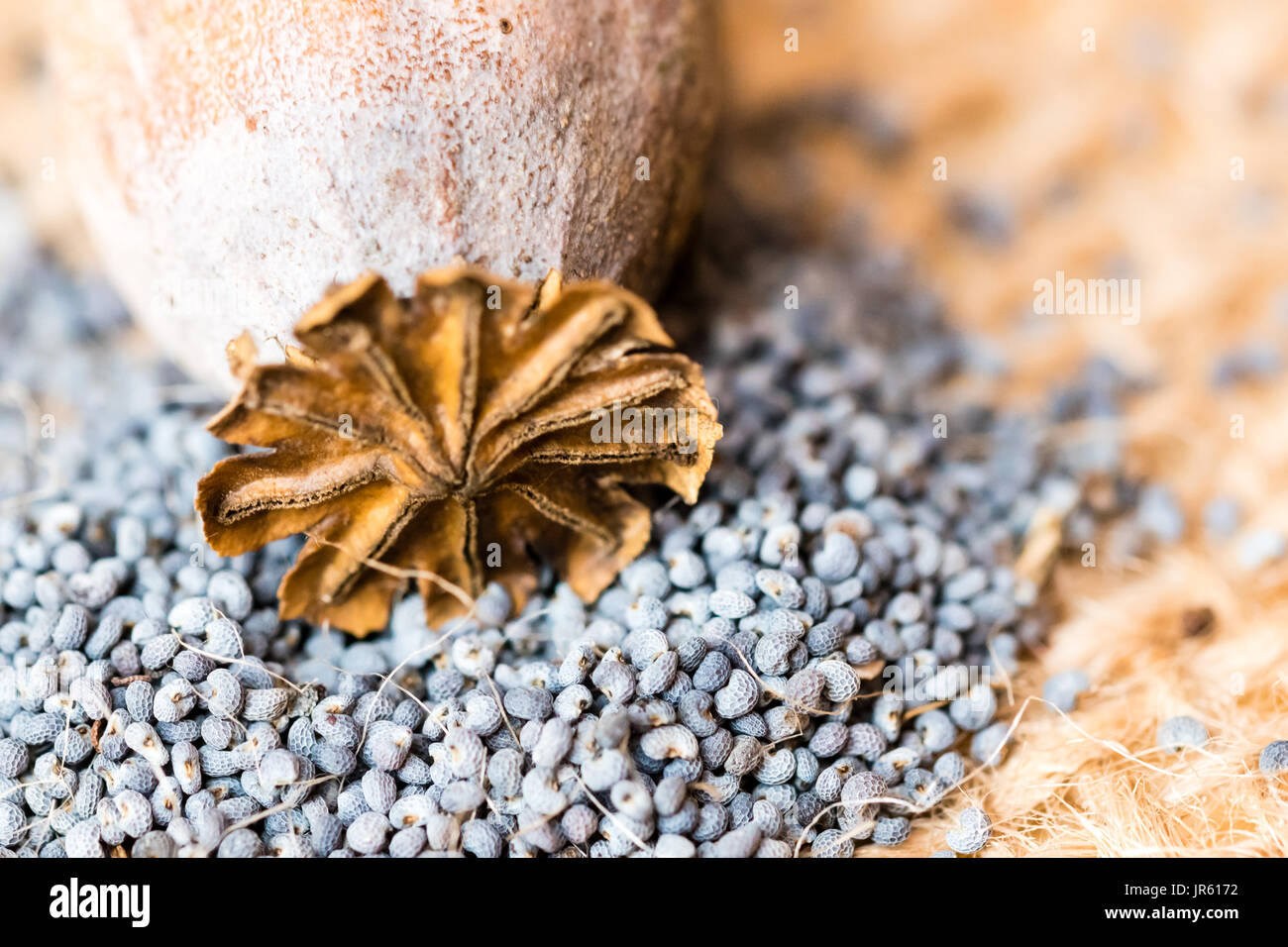 Macro photography of poppy heads and poppy seeds on textile rustic ...