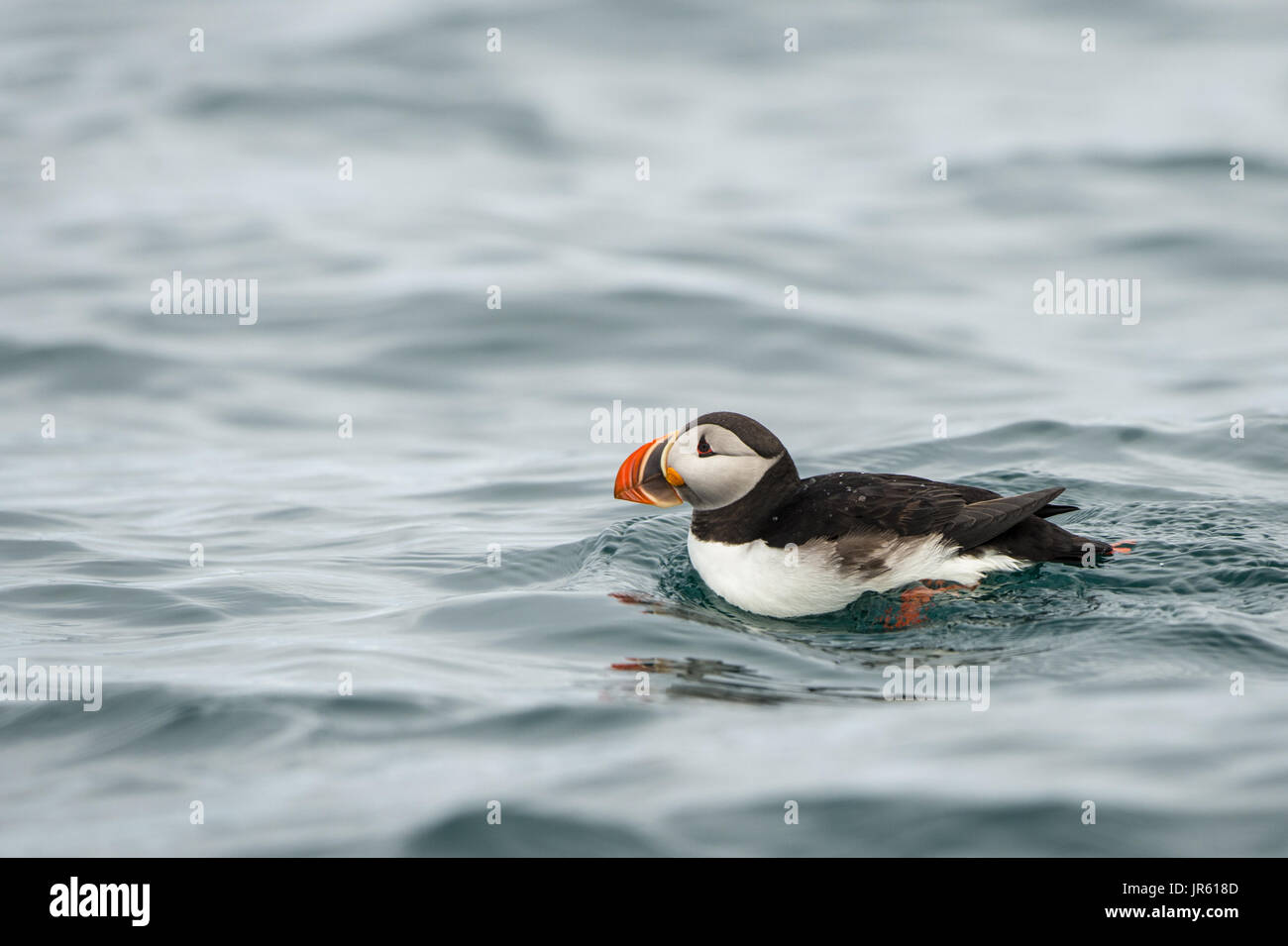 Atlantic Puffin swimming in the Arctic Ocean Stock Photo - Alamy