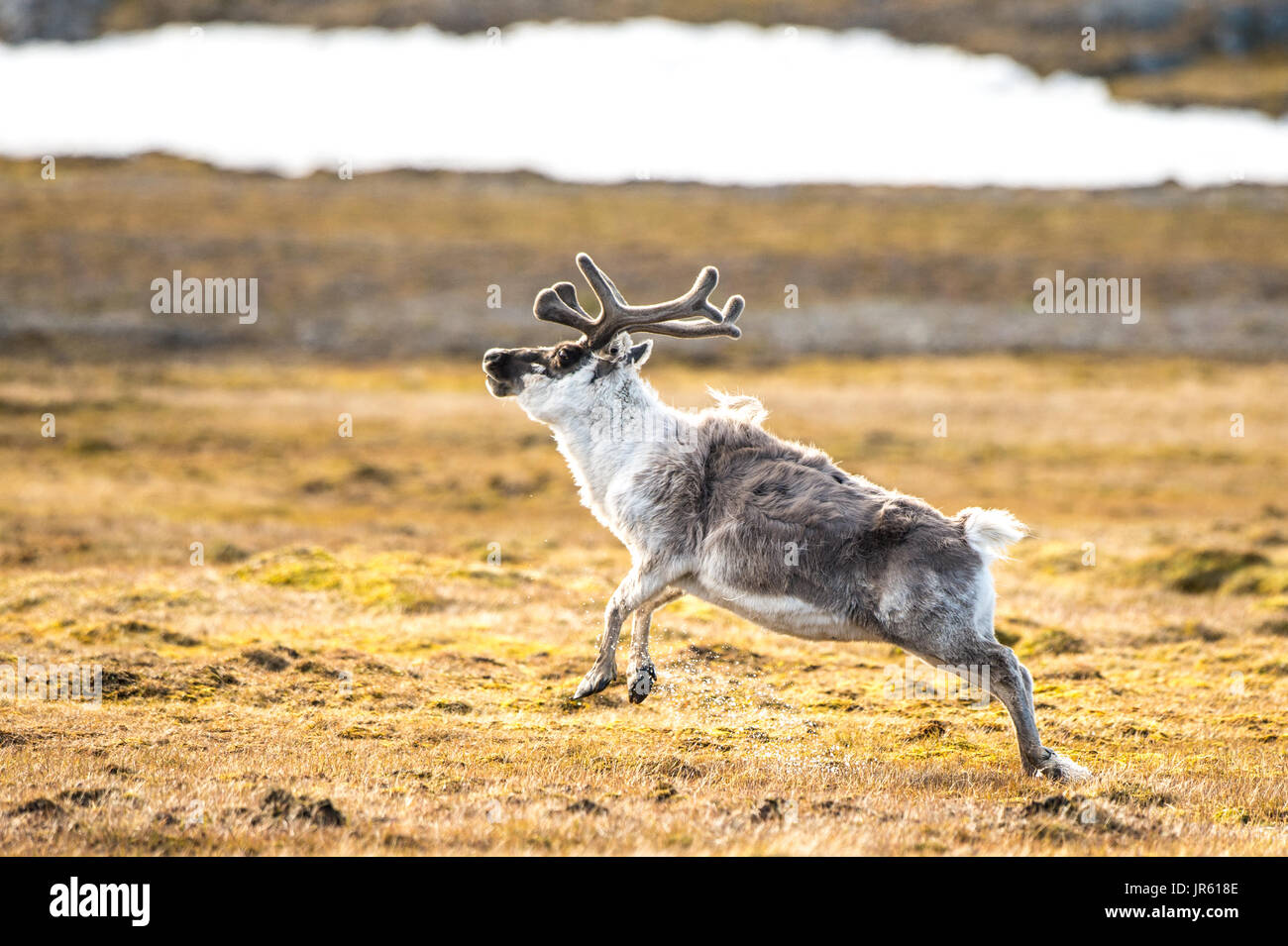 Reindeer bull jumping in the tundra, in Svalbard, Norway Stock Photo ...