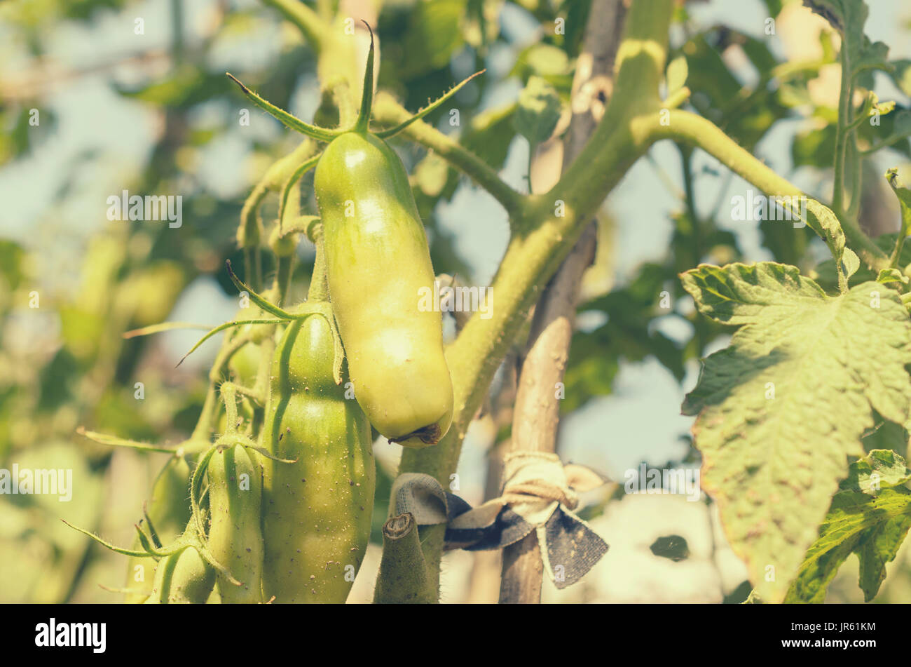 Oblong fruits hi-res stock photography and images - Alamy