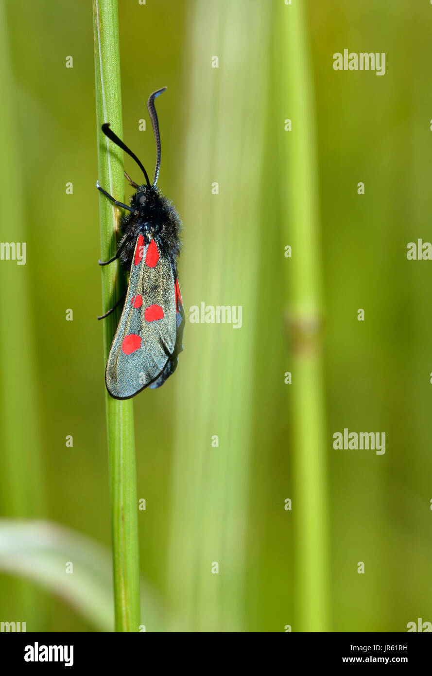 Black spot moth hi-res stock photography and images - Alamy
