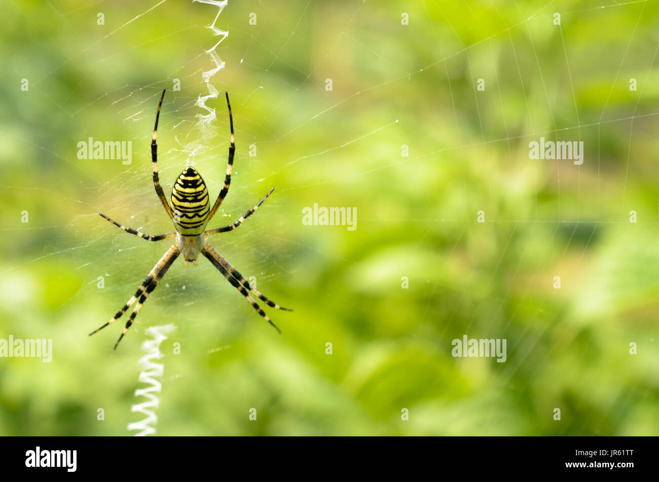 Striped Spider Stock Photos & Striped Spider Stock Images - Alamy