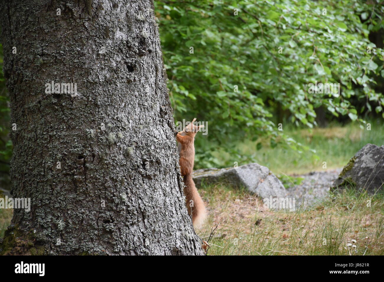 A rare Red Squirrel Stock Photo - Alamy