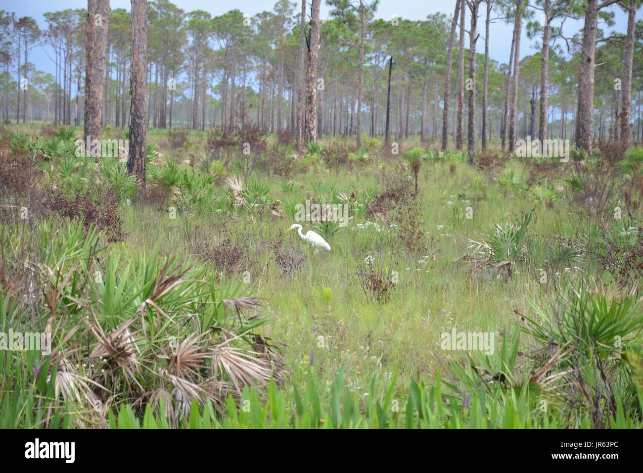 Florida woodlands lots of vegetation and a Great Egret. (water bird ...