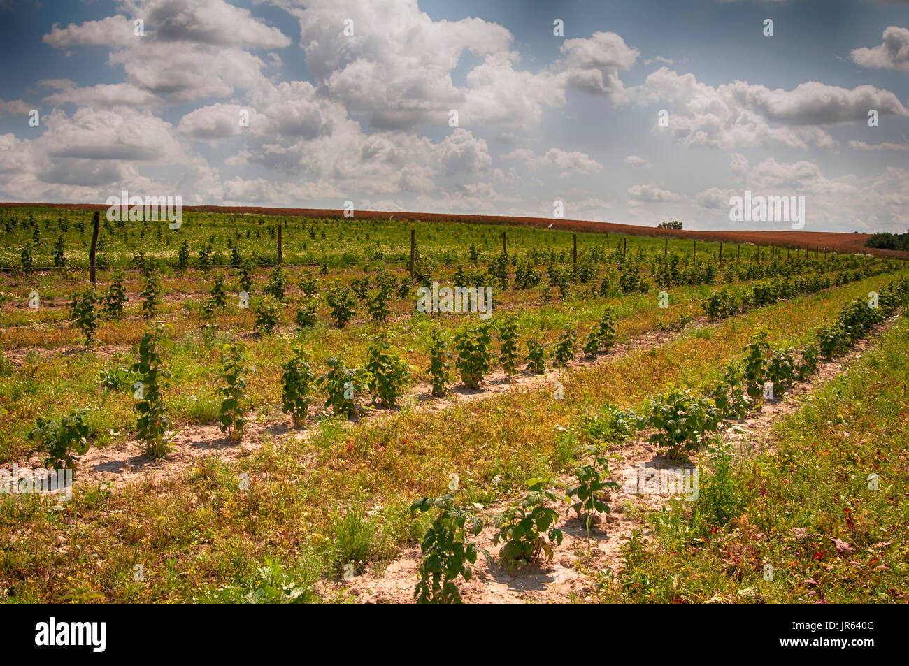 Healthy raspberry plantation. A close up Stock Photo - Alamy