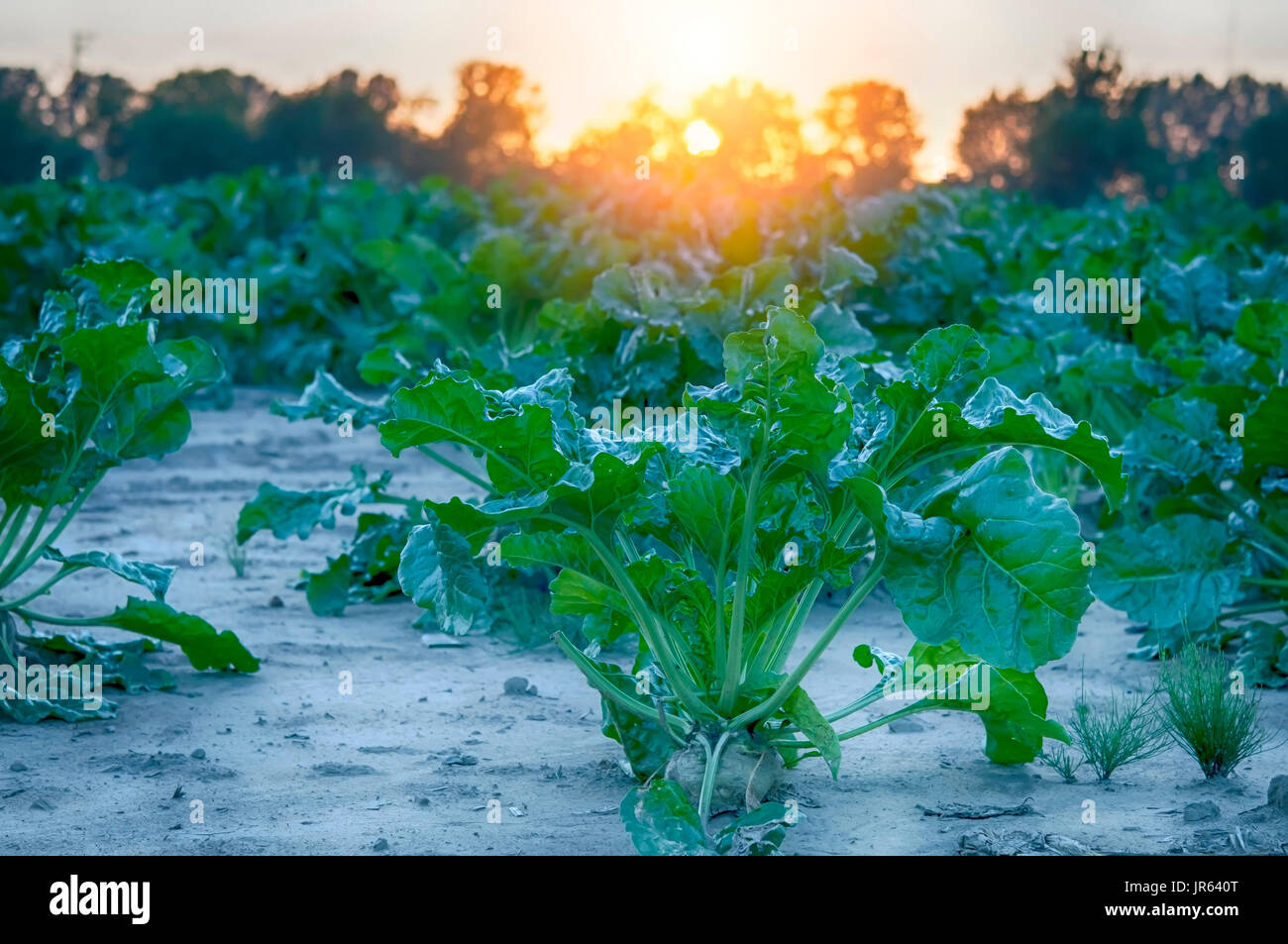 a sugar beet in row close up Stock Photo - Alamy