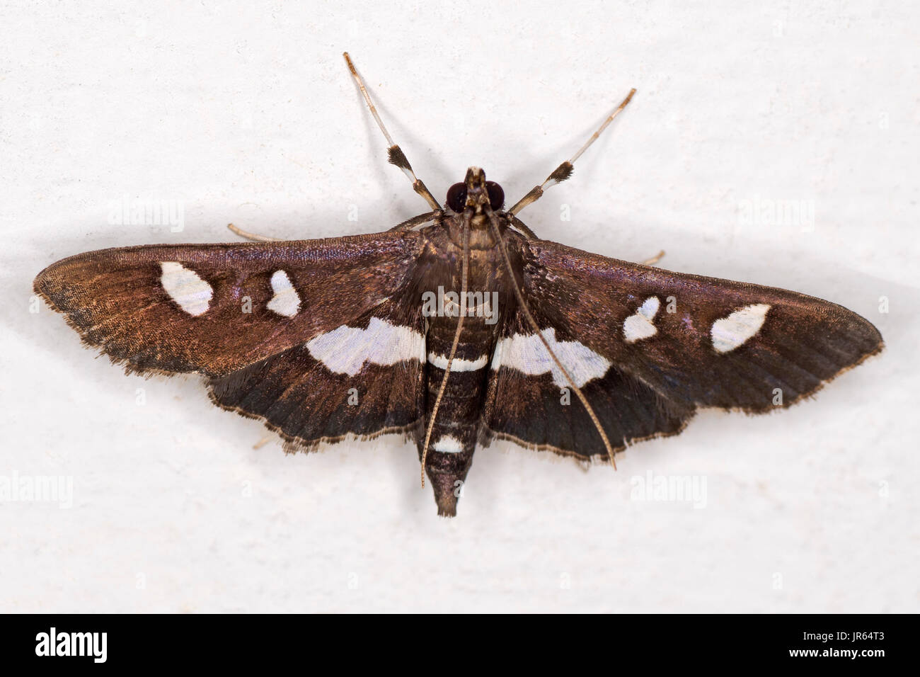 Grape moth hi-res stock photography and images - Alamy