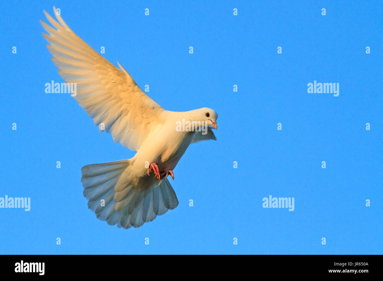 white dove flies , bird of peace, religious symbolism Stock Photo - Alamy