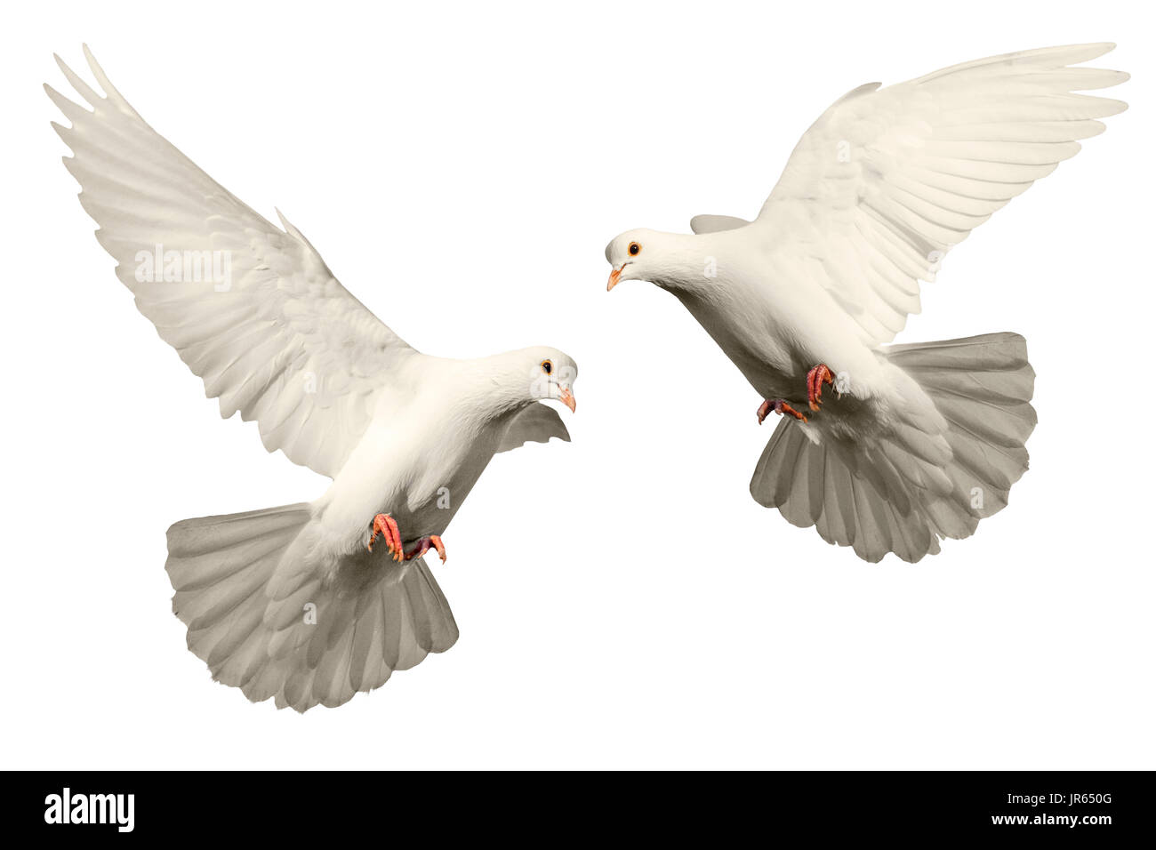Two pigeons flying on a white background , bird of peace, religious ...