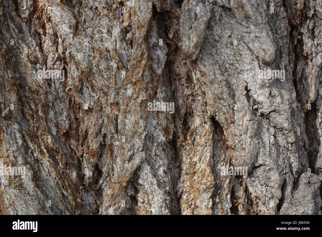 Brown tree bark Stock Photo - Alamy