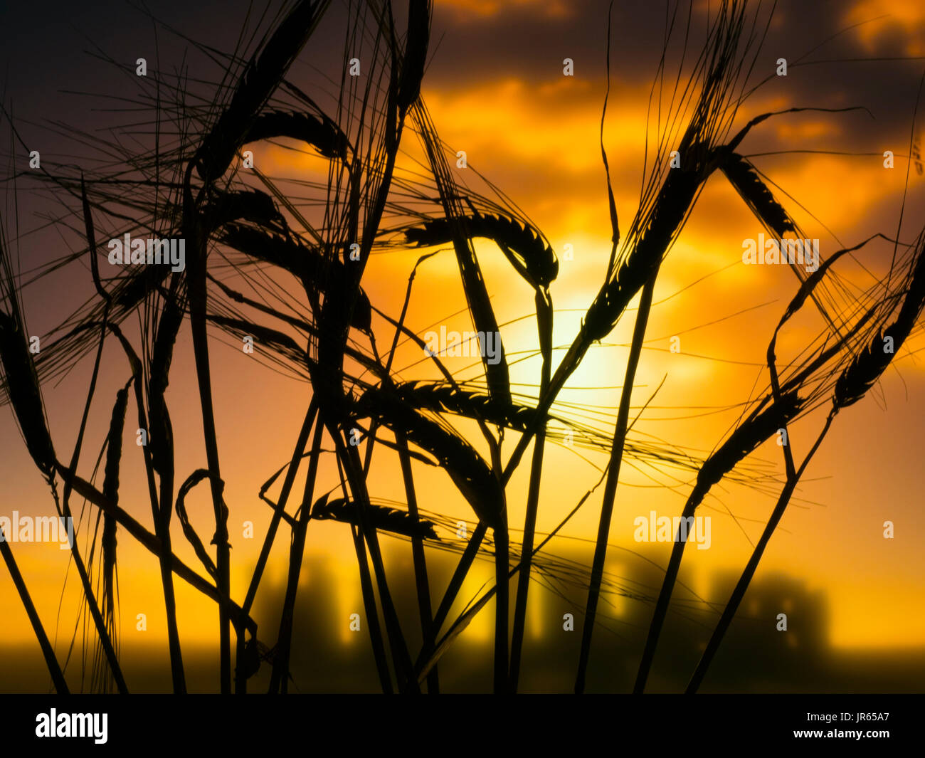 Barley stone background hi-res stock photography and images - Alamy