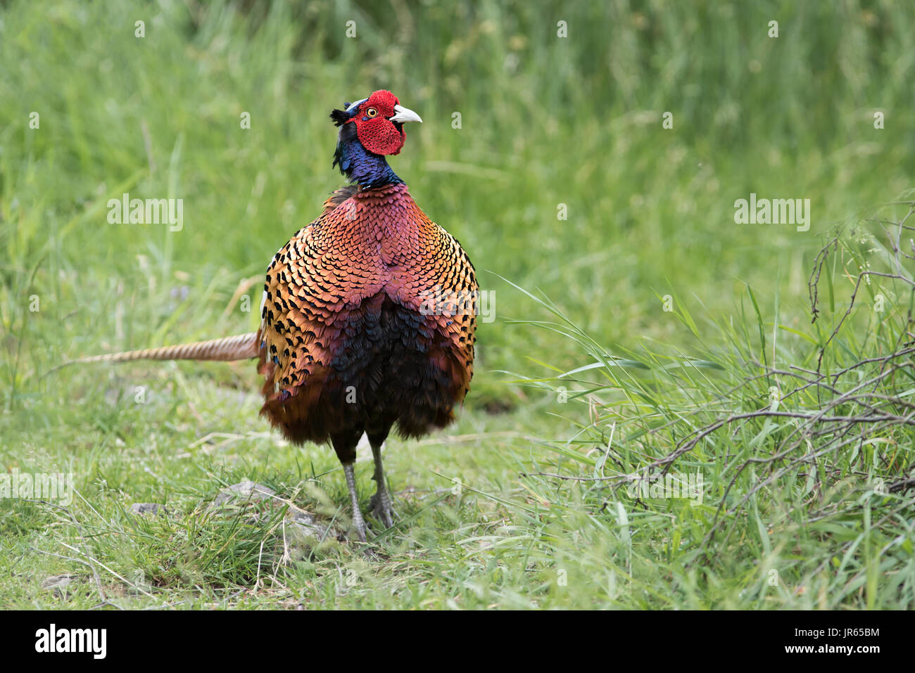 Close portrait of a male cock pheasant standing facing forward and looking to the right Stock ...