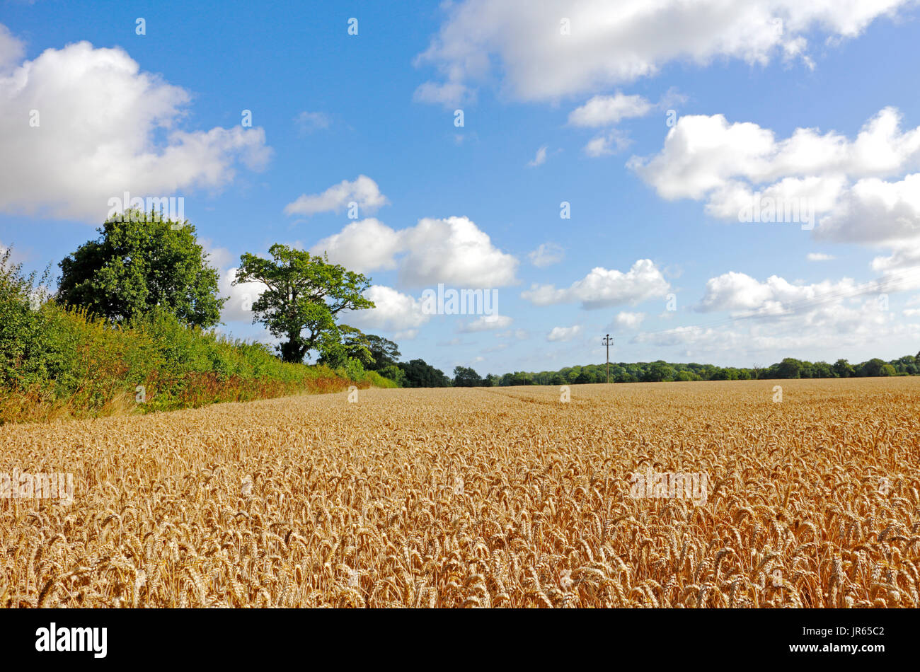 Field of golden wheat crop ready for harvesting hi-res stock ...