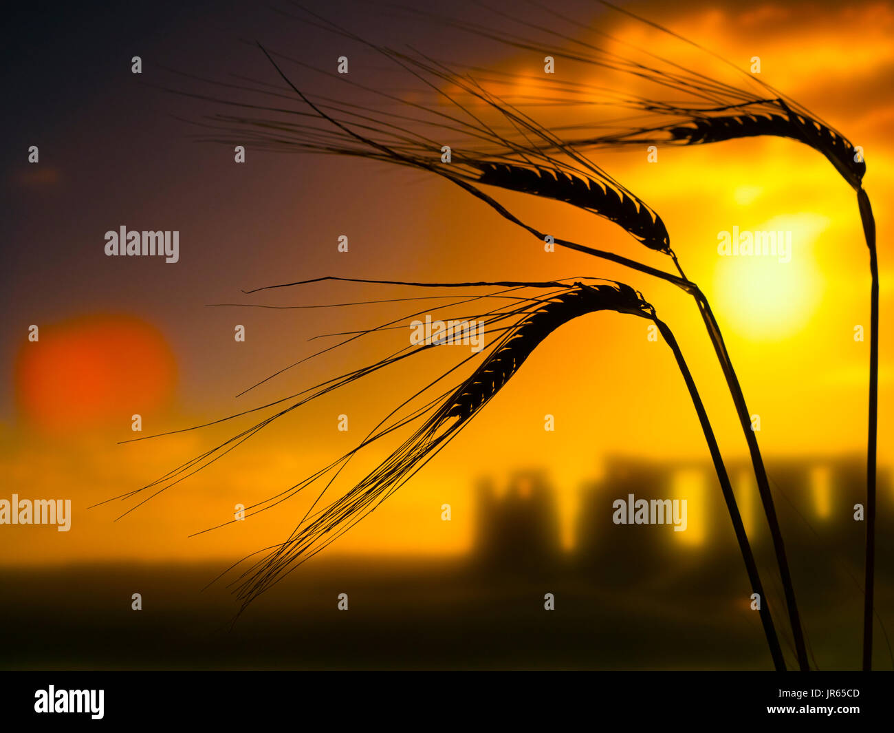 Ripe Barley Ears in field ready for harvest and the rising sun with ...