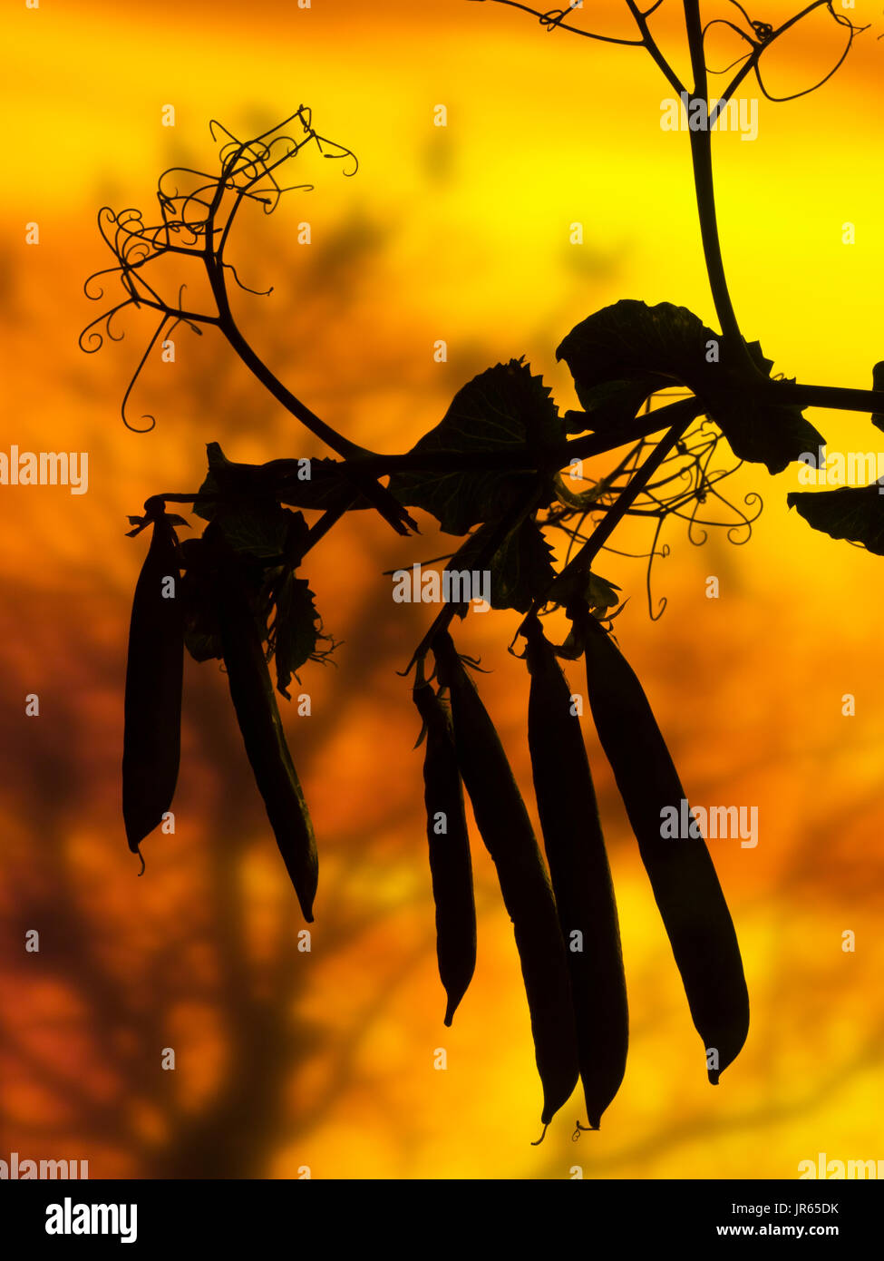 Sun rising over Pea field showing pea pods growing before the harvest ...